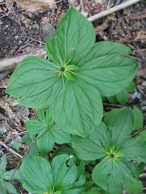 ESCURSIONI APUANE - UVA DI VOLPE (Paris quadrifolia)