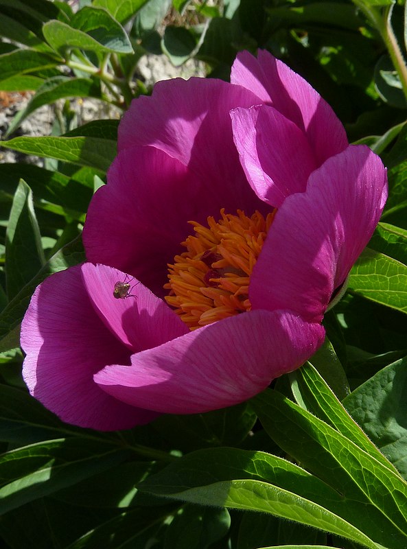 ESCURSIONI APUANE - PEONIA SELVATICA (Paeonia officinalis)