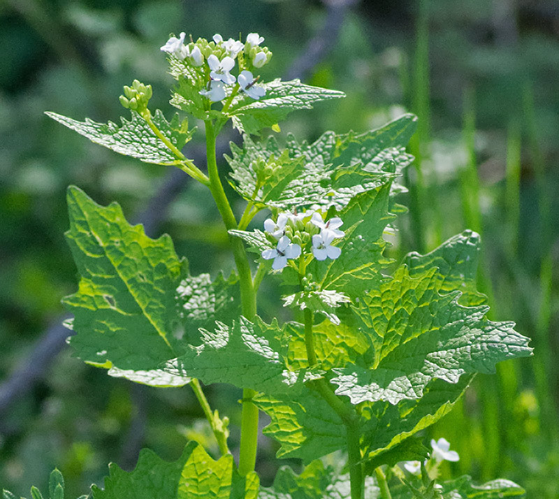 ESCURSIONI APUANE: Flora e Fauna