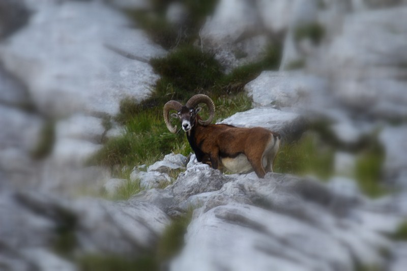 ESCURSIONI APUANE: Flora e Fauna