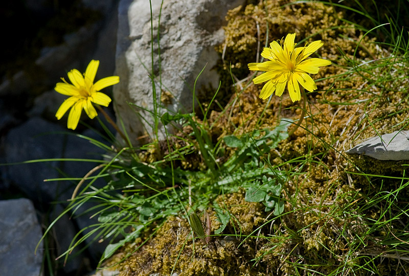 ESCURSIONI APUANE: Flora e Fauna