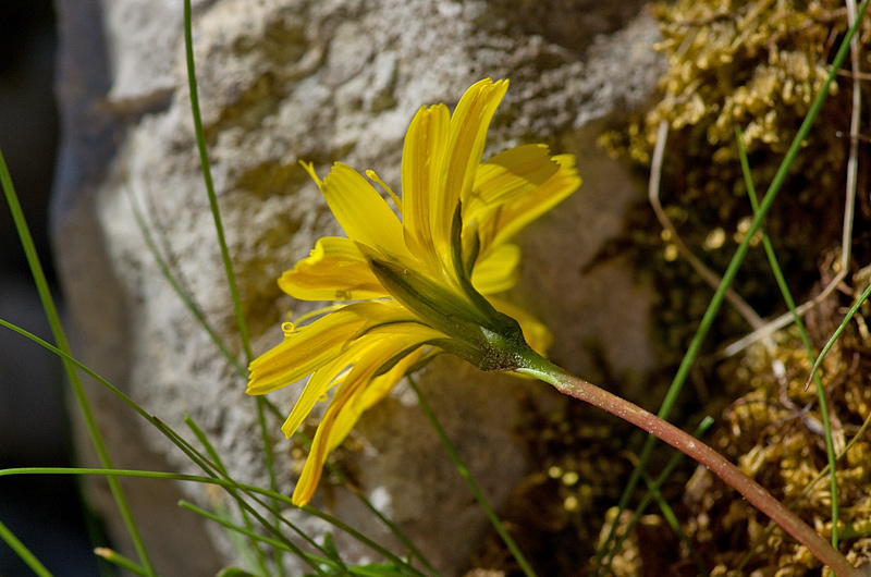 ESCURSIONI APUANE: Flora e Fauna