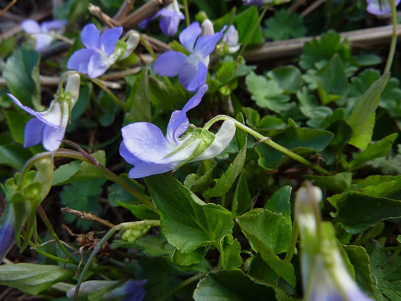 ESCURSIONI APUANE: Flora e Fauna