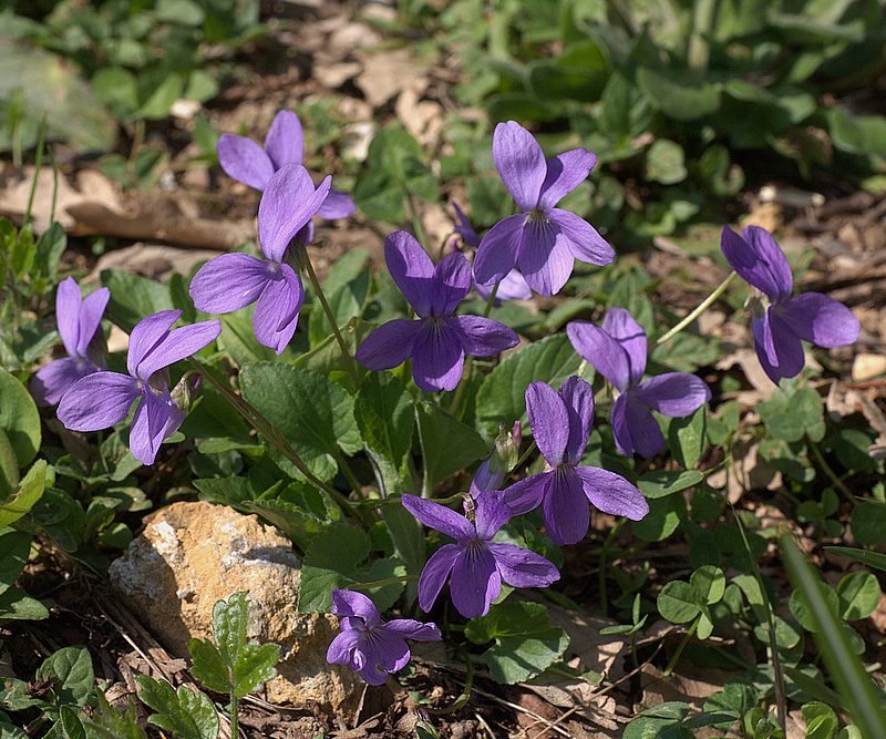 ESCURSIONI APUANE: Flora e Fauna