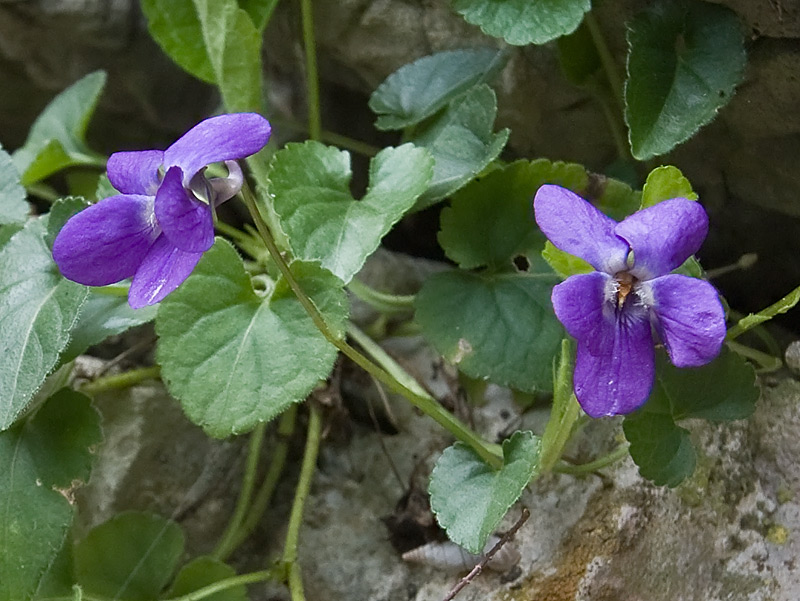 ESCURSIONI APUANE: Flora e Fauna