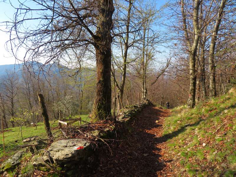 (LU-Stazzema) INIZIO STRADA PASSO CROCE-SENT.10 (626 m)-LOCALITA ...