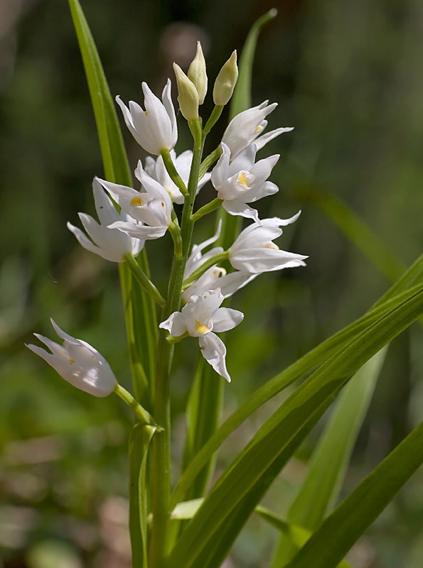 ESCURSIONI APUANE - CEFALANTERA MAGGIORE (Cephalanthera longifolia)